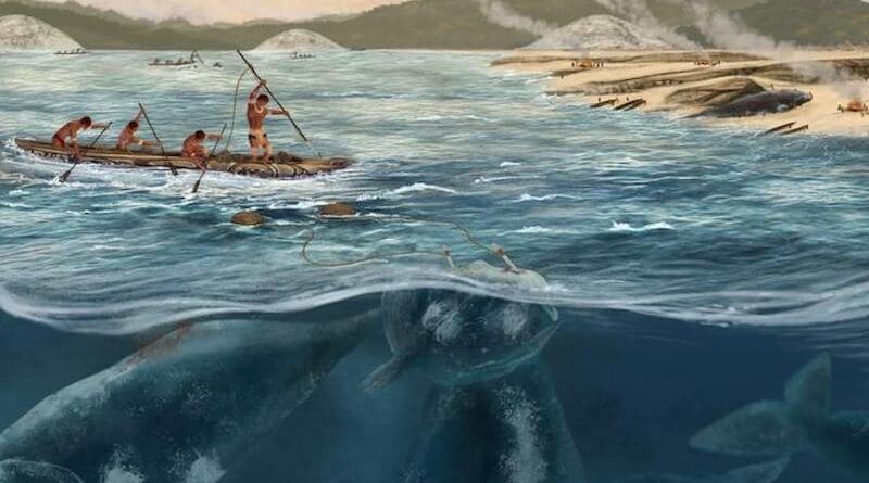 Whale Hunting Began 5,000 Years Ago In South America, A Millennium ...